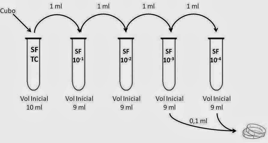 Microbiología: Dilución Bacteriana