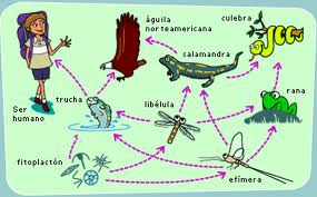 LA NUTRICIÓN EN LOS ECOSISTEMAS | BLOG TERCER CICLO