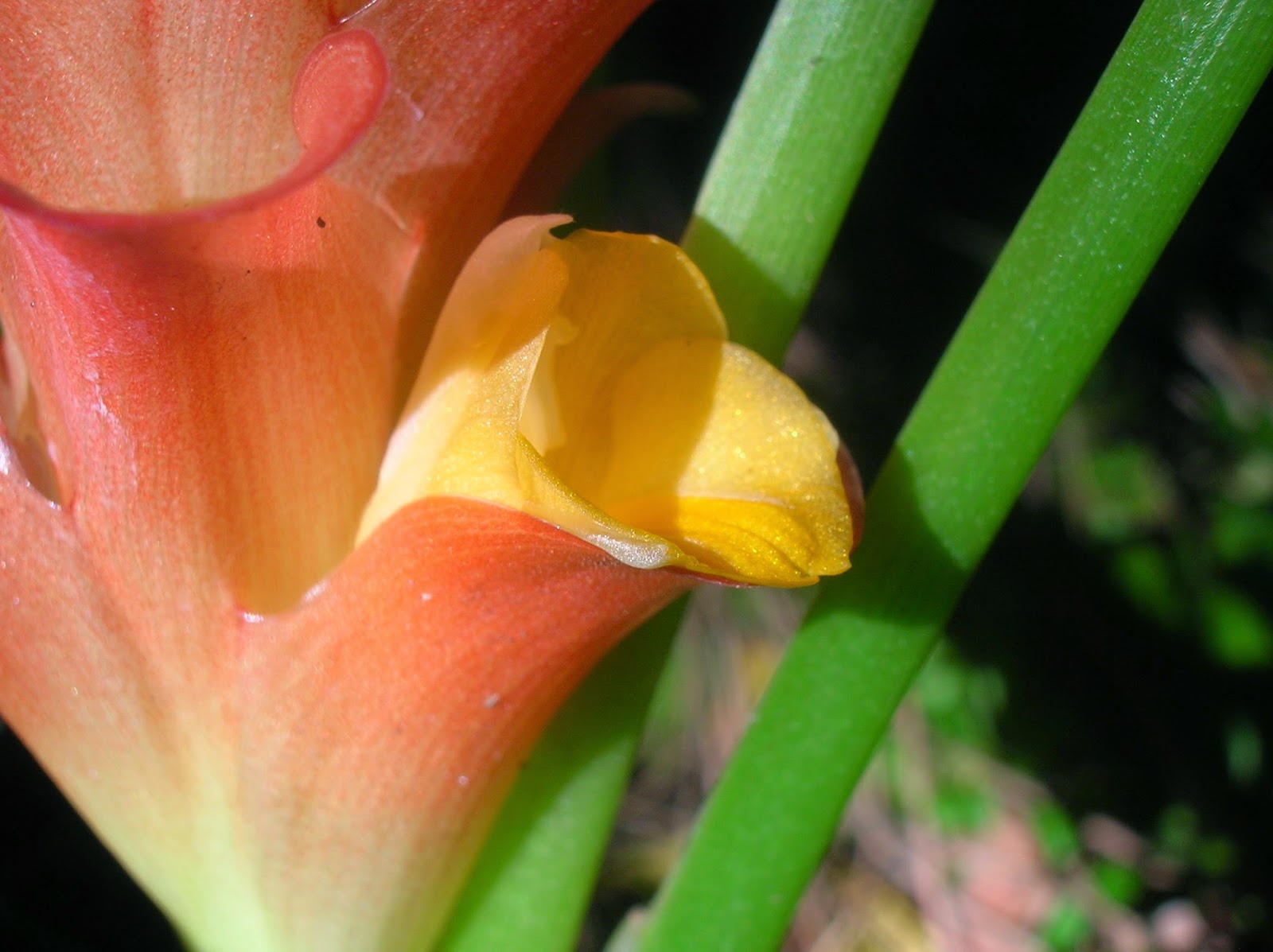 Recregarden: CURCUMA RED TORCH
