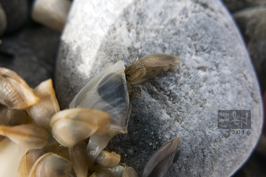 Naturaleza y Fotografía en Motril: Anatifa (Lepas sp.)