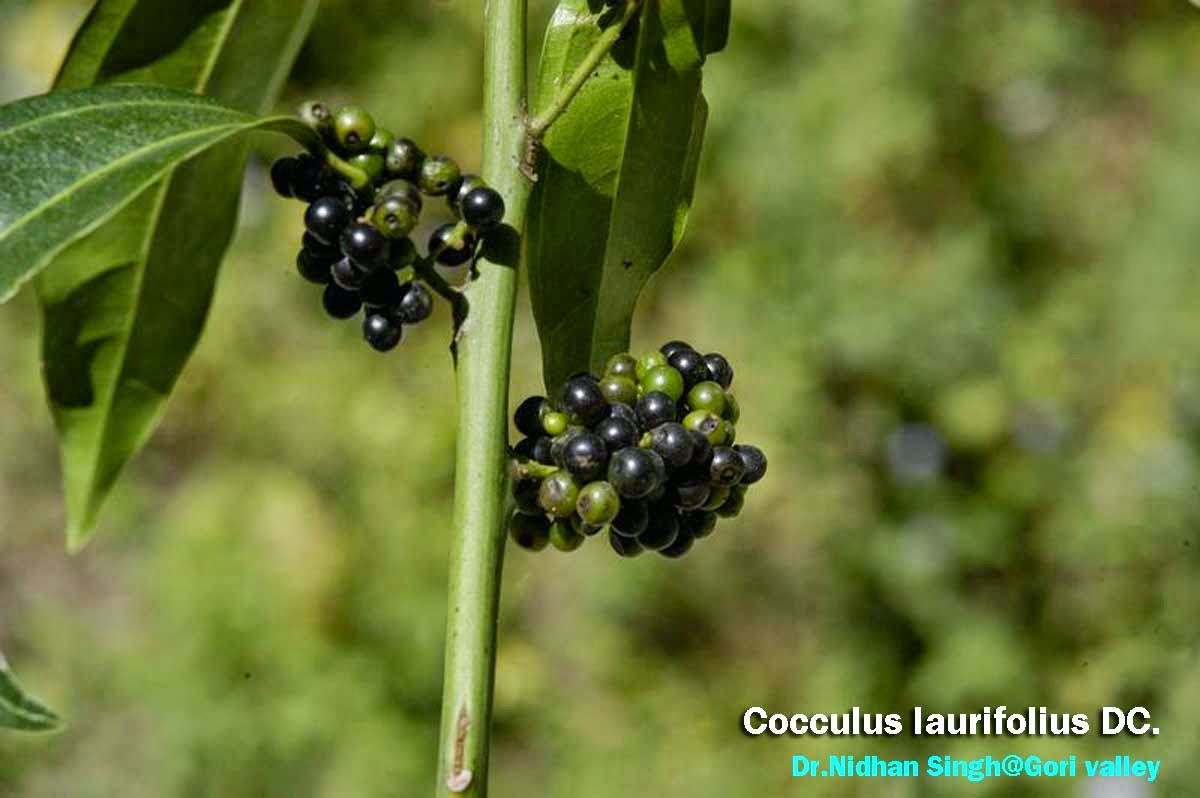 Medicinal Plants: Cocculus laurifolius