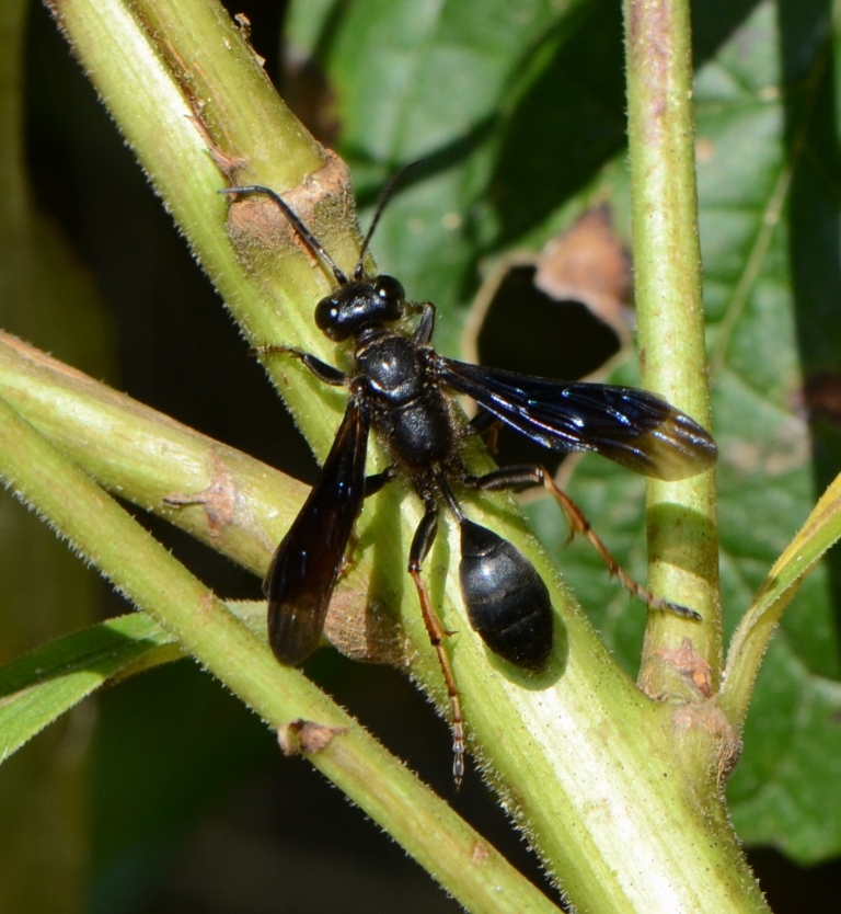 Ohio Birds and Biodiversity: King of the wasps