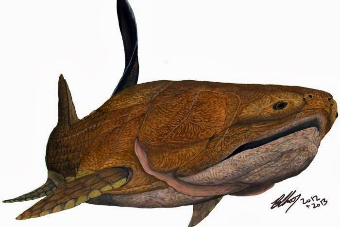 419-million-year-old armoured fish fossil resolves 'missing link' in ...