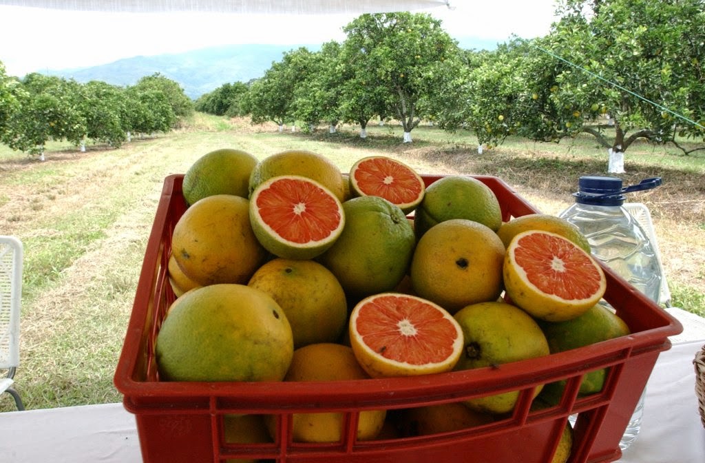 Bejuma al día...: VISTA DEL OCCIDENTE DE CARABOBO