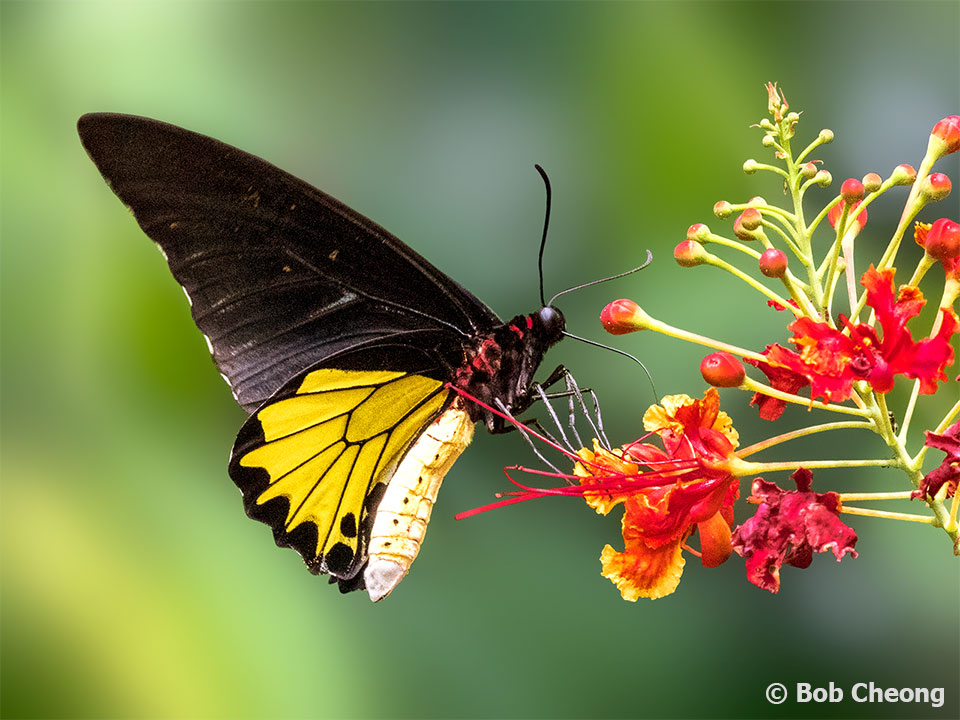 Butterflies of Singapore: Favourite Nectaring Plants #16