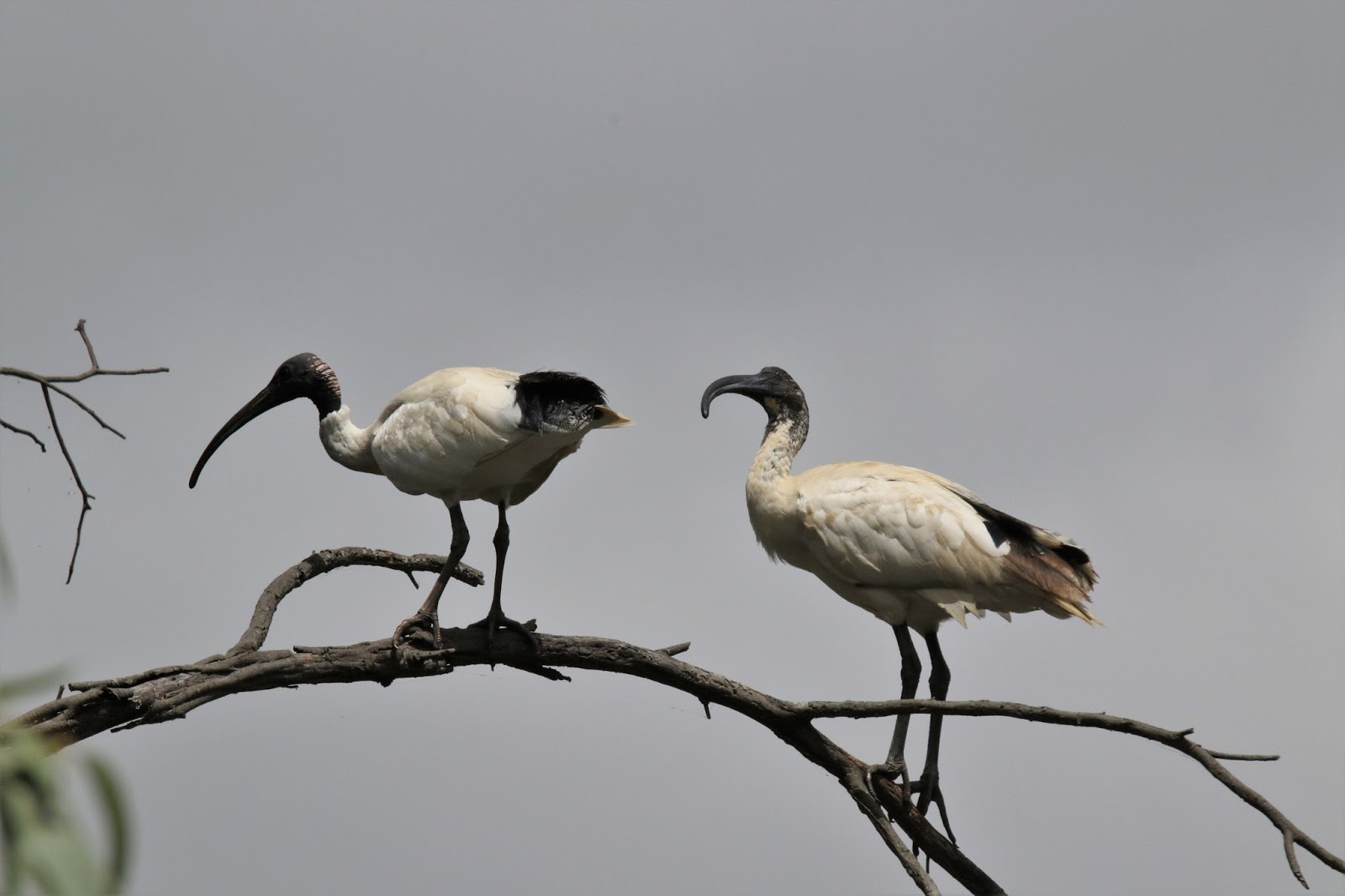 BIRDS of KILMORE, AUSTRALIA: Australian White Ibis