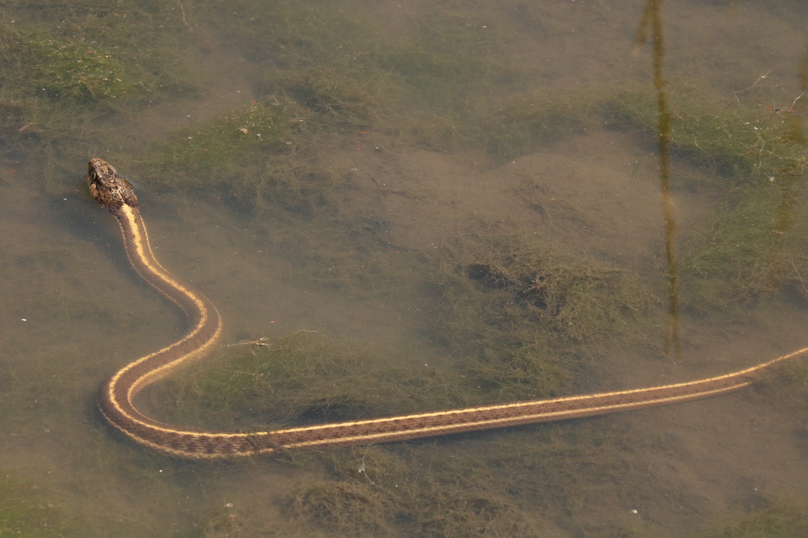 The Spooky Snakes of Arizona