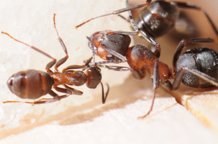 Control de Plagas en Sanidad Ambiental: La hormiga negra lasius niger
