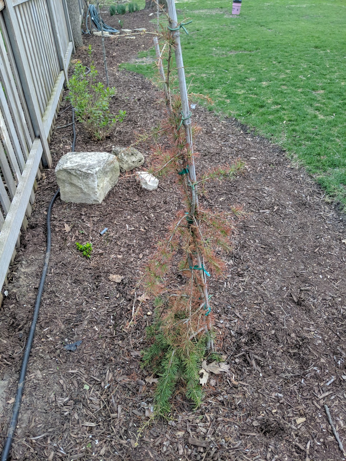 Weeping Cedar Emerald Falls Turning Brown In Spring (2019)