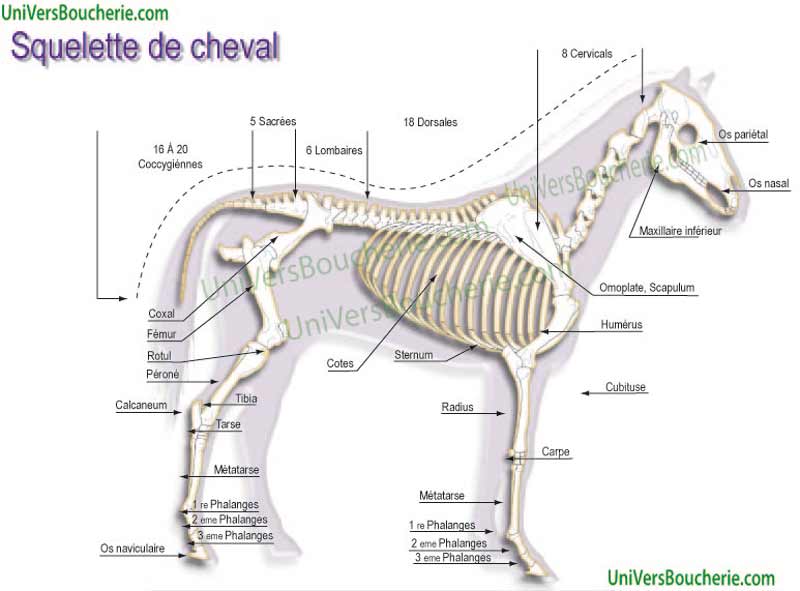 Mes amis les chevaux: 04/11/11