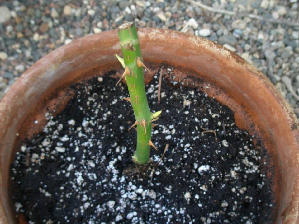 The Minnesota Rose Gardener: Propagating Roses by Air Layering- North ...