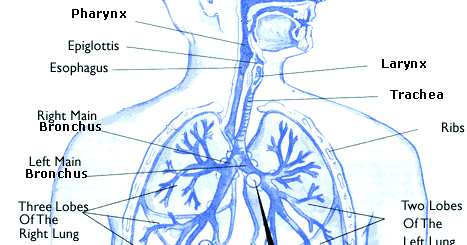 The major parts of the Respiratory System and their functions