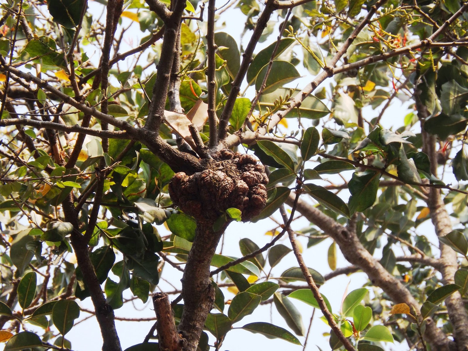 Dhaira or Chhoto manda, Loranthus globosus