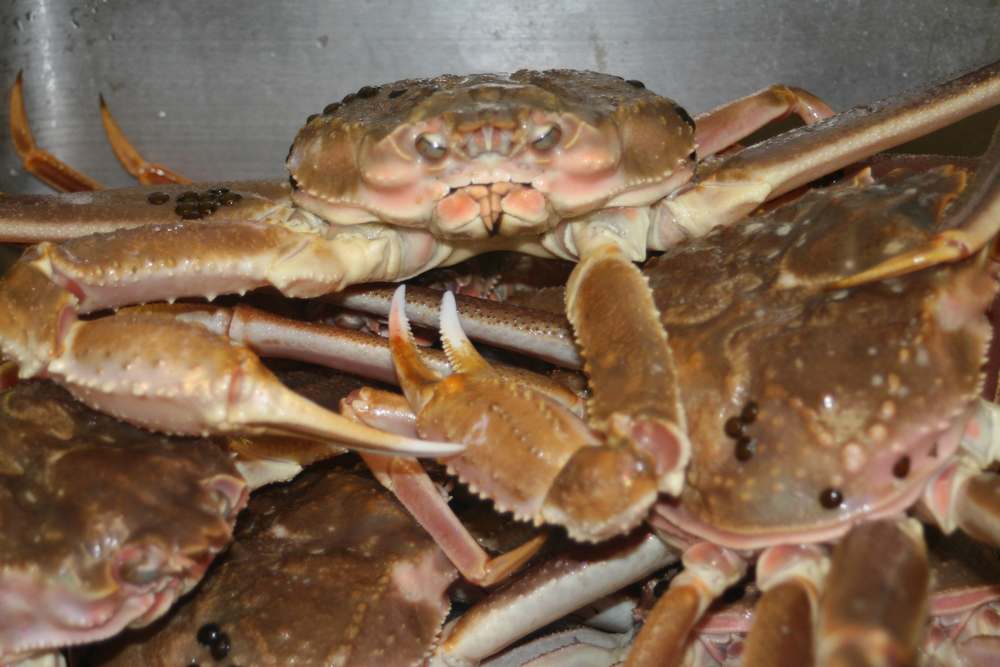 A Rebel, A King and the Bering Sea: One of the now famous “Deadliest ...