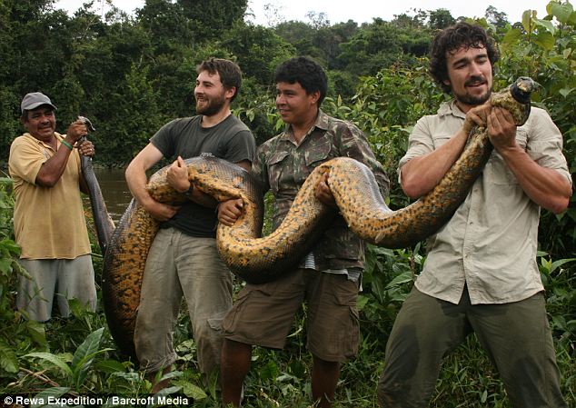 Top 10 Pics For | Real Anacondas | Anaconda Snakes | Largest Anaconda ...