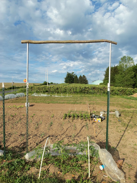 Whizbang Trellis Instruction: How to MakeT-Post Trellis Spans