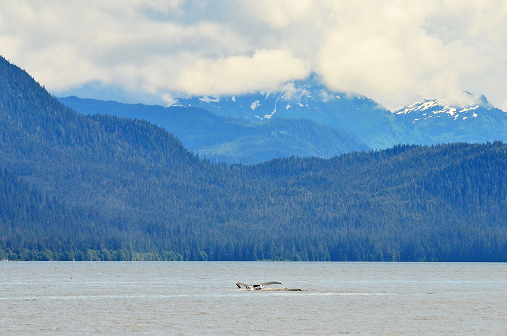 Safe Harbour: Alaska 2016 | Day 31 | Thomas Bay to Pybus Bay (Cannery Cove)