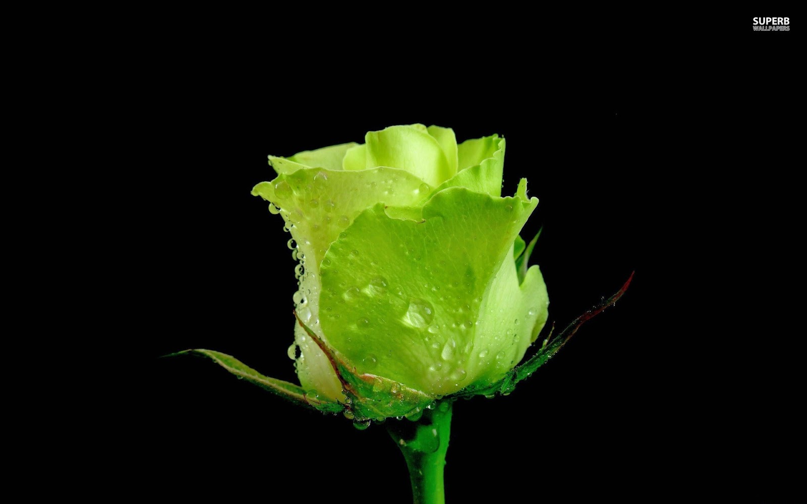 Green Rose HD Wallpapers - flowershdwallpapers