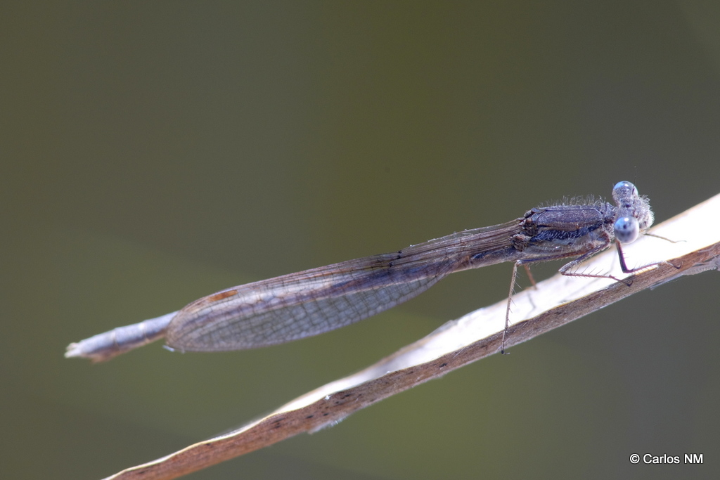 Ojos de Libélula: 2016