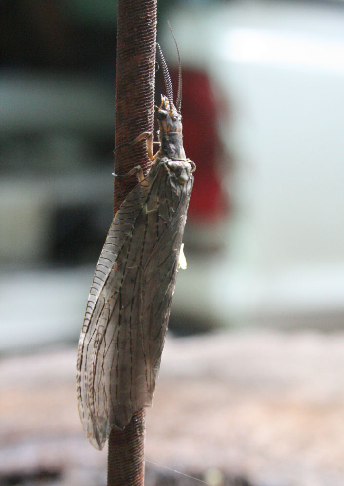 The Öko Box: Strange Shrimp Headed Bug (with wings)