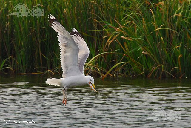 Micii geografi: Delta Dunării - un laborator viu al naturii