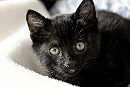 My blythe and me: Batman, mi nuevo gato