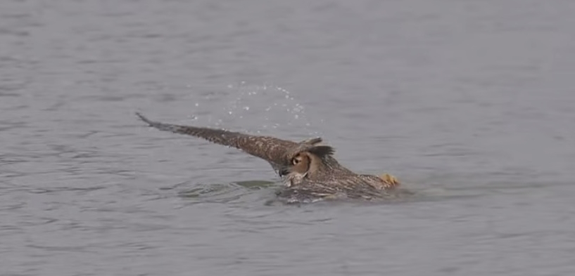 White Wolf : Majestic Owl Goes For A Swim In Lake Michigan (Video)