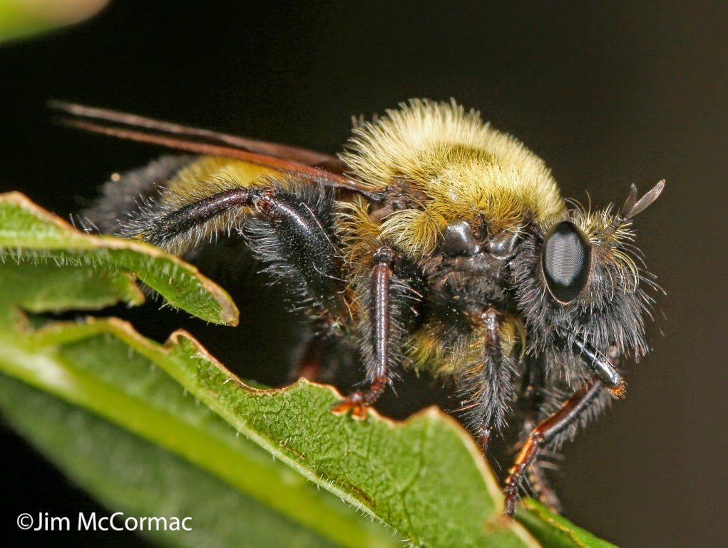 Ohio Birds and Biodiversity: Bugs in the Bog