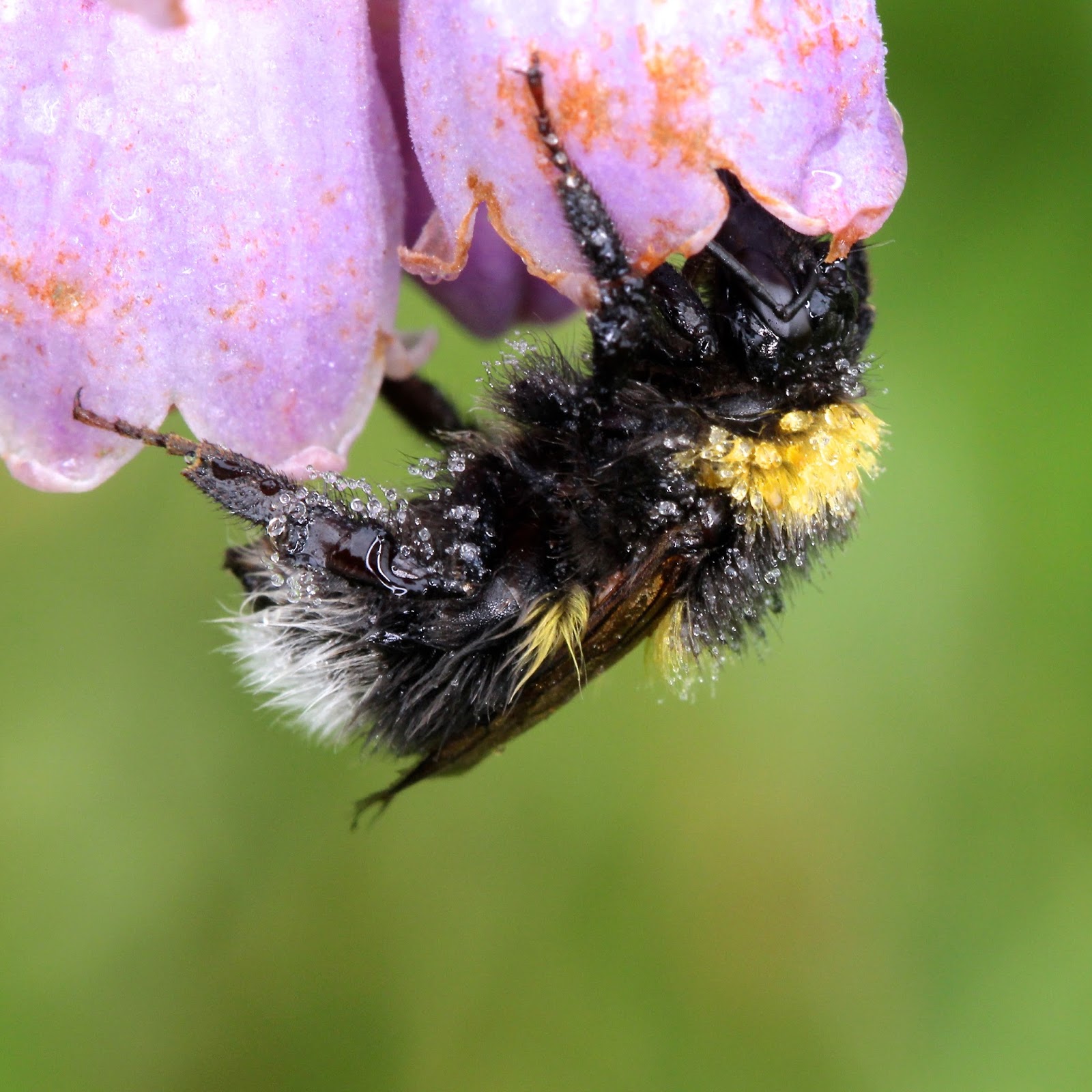 TrogTrogBlog: Homeless bees