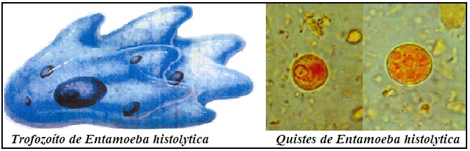 CLASES DE MEDICINA: CLASES DE APARATO DIGESTIVO
