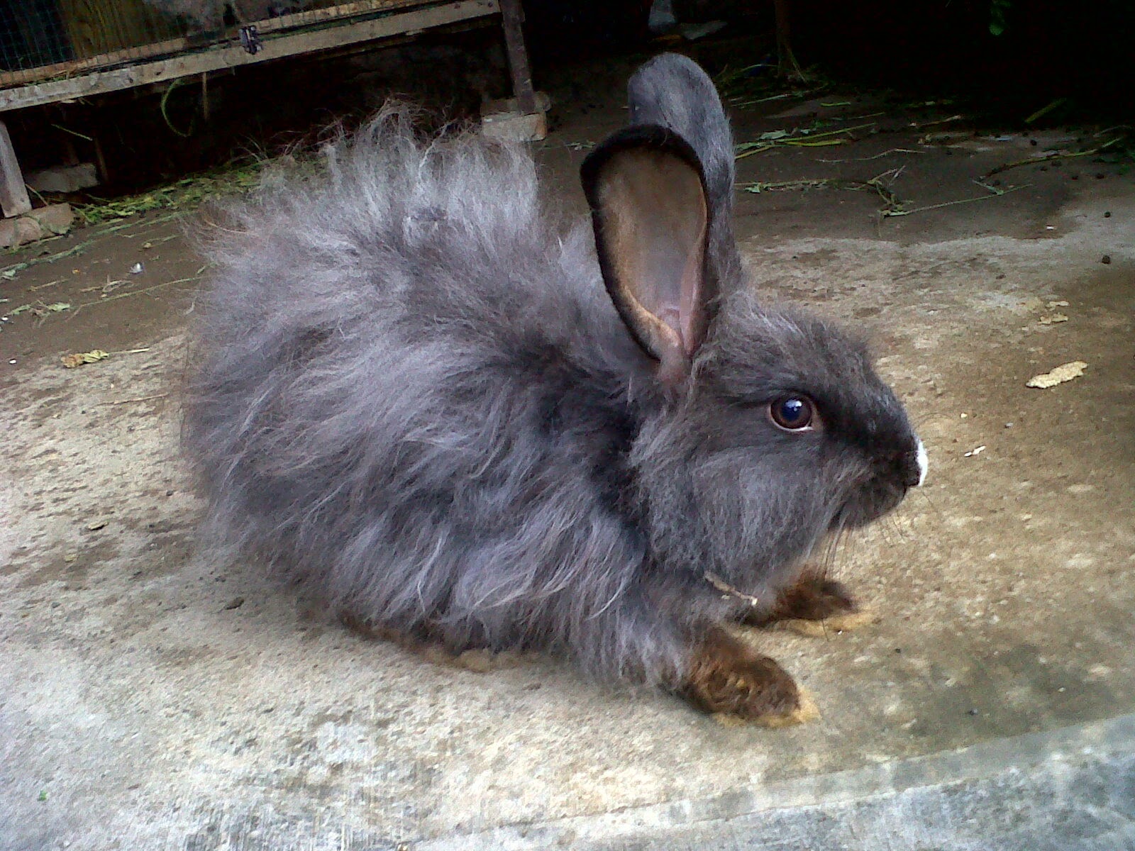 KELINCI BANYUWANGI: 2015