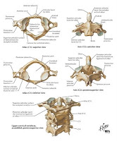 RADIOLOGIA: COLUNA