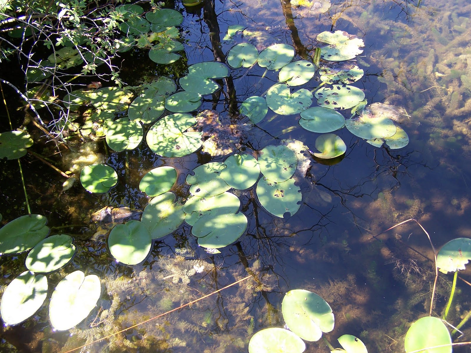 Midnight Creations: 7 Ponds Nature Center Day Trip