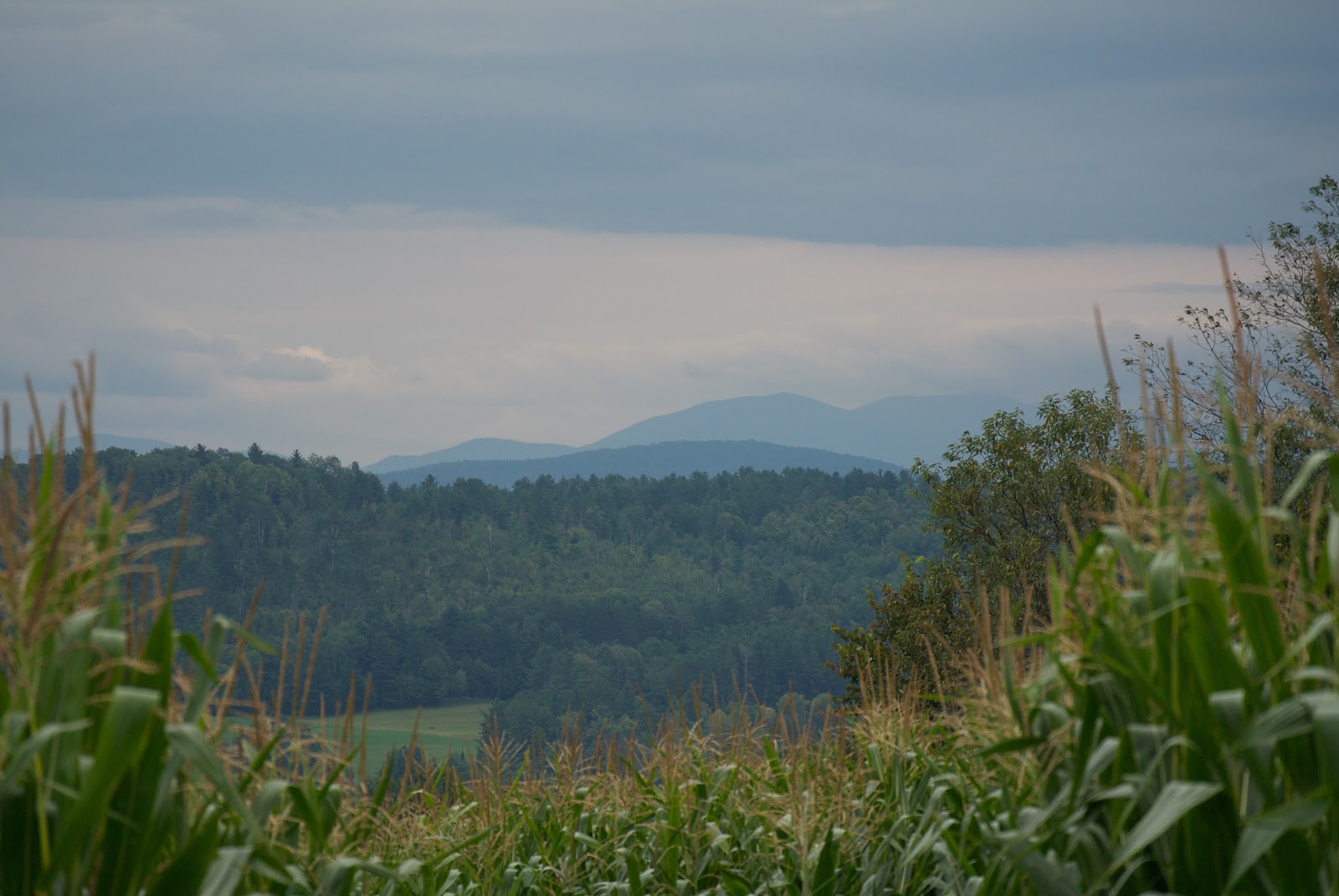 Travel-Sized Stories: DANVILLE, VT: great vermont corn maze