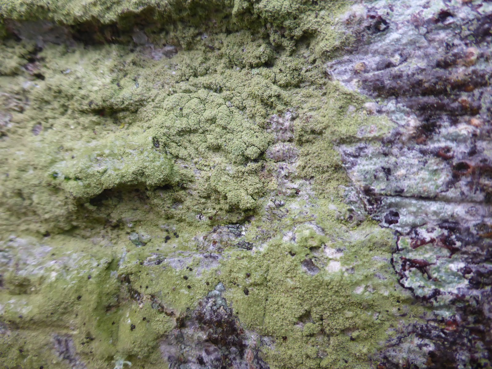 The Rainforest Fund Project: Lichens at Arniston House BLS 2020