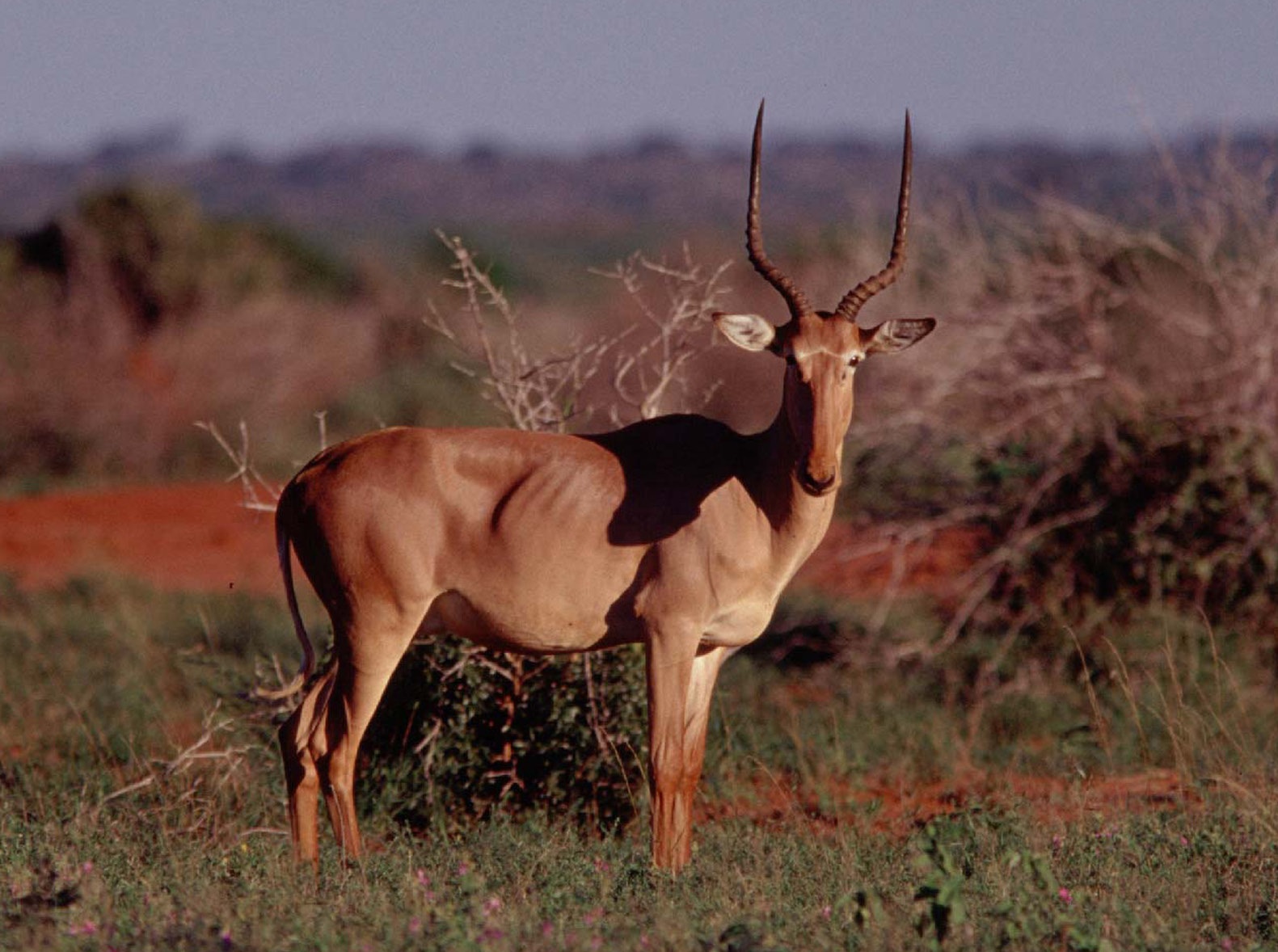Conservation Ecology: New Measures to Protect the Hirola