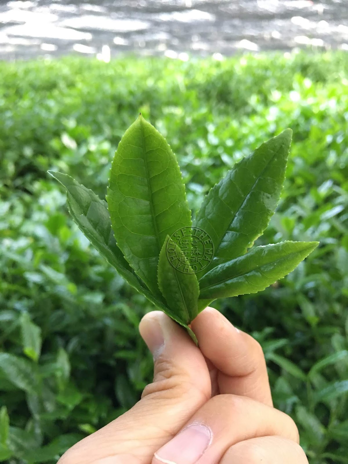 Plantaciones de té verde Matcha Mayo 2019