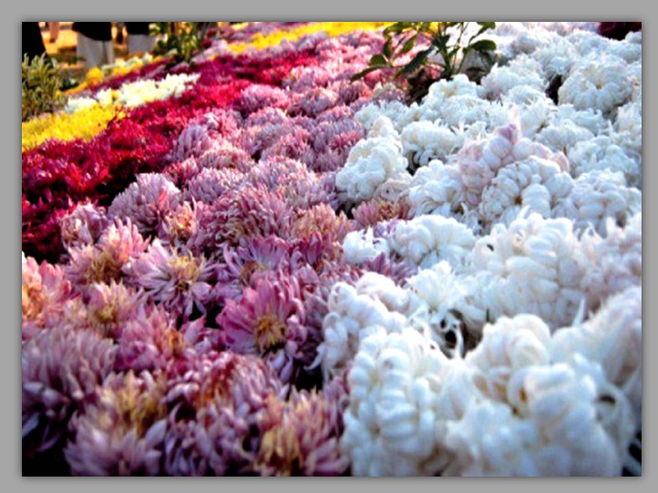 Spreebird: Pattoki “The City of Flowers