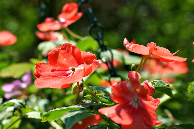 THE BUSY LIZZIE - Impatiens walleriana |The Garden of Eaden