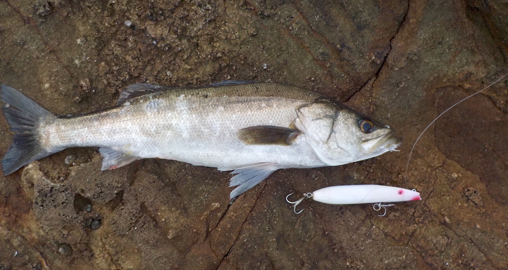 American saltwater lures can catch Japanese fish?: (No. 124) Japanese ...