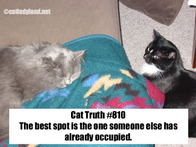 Catladyland: Cats are Funny: Cat Truth #810: You Have Something? It ...