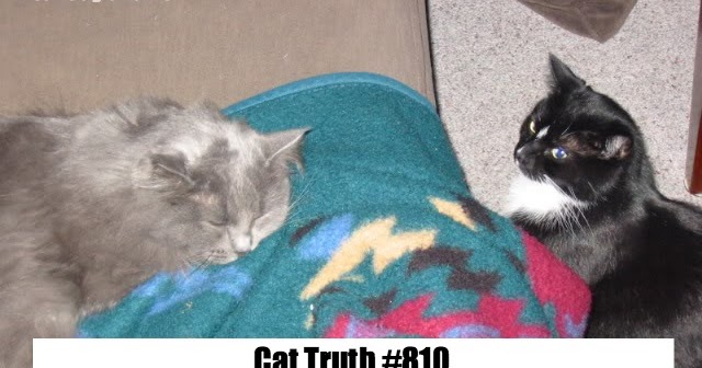 Catladyland: Cats are Funny: Cat Truth #810: You Have Something? It ...