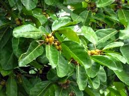 Flora de Puerto Rico Ilustrada Papo Vives: MORACEAE FICUS LUTEA NEKBUDU FIG