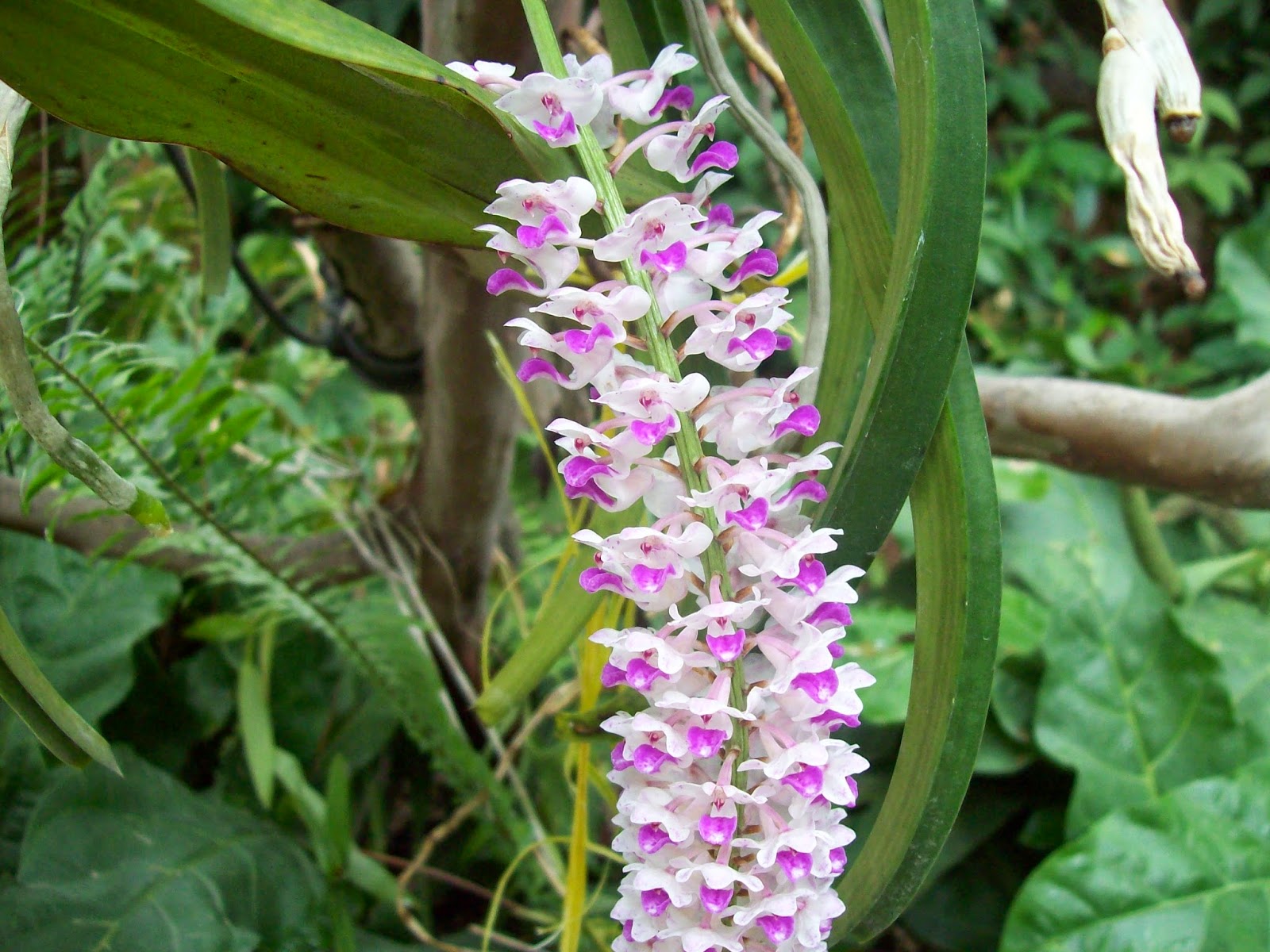 Indian flowers and herbs: Foxtail Orchid
