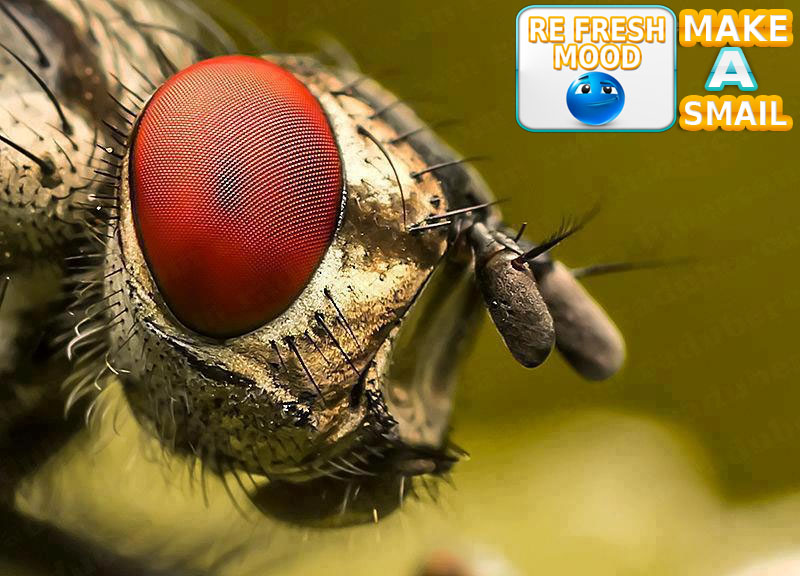 Very enlarged image of the fly