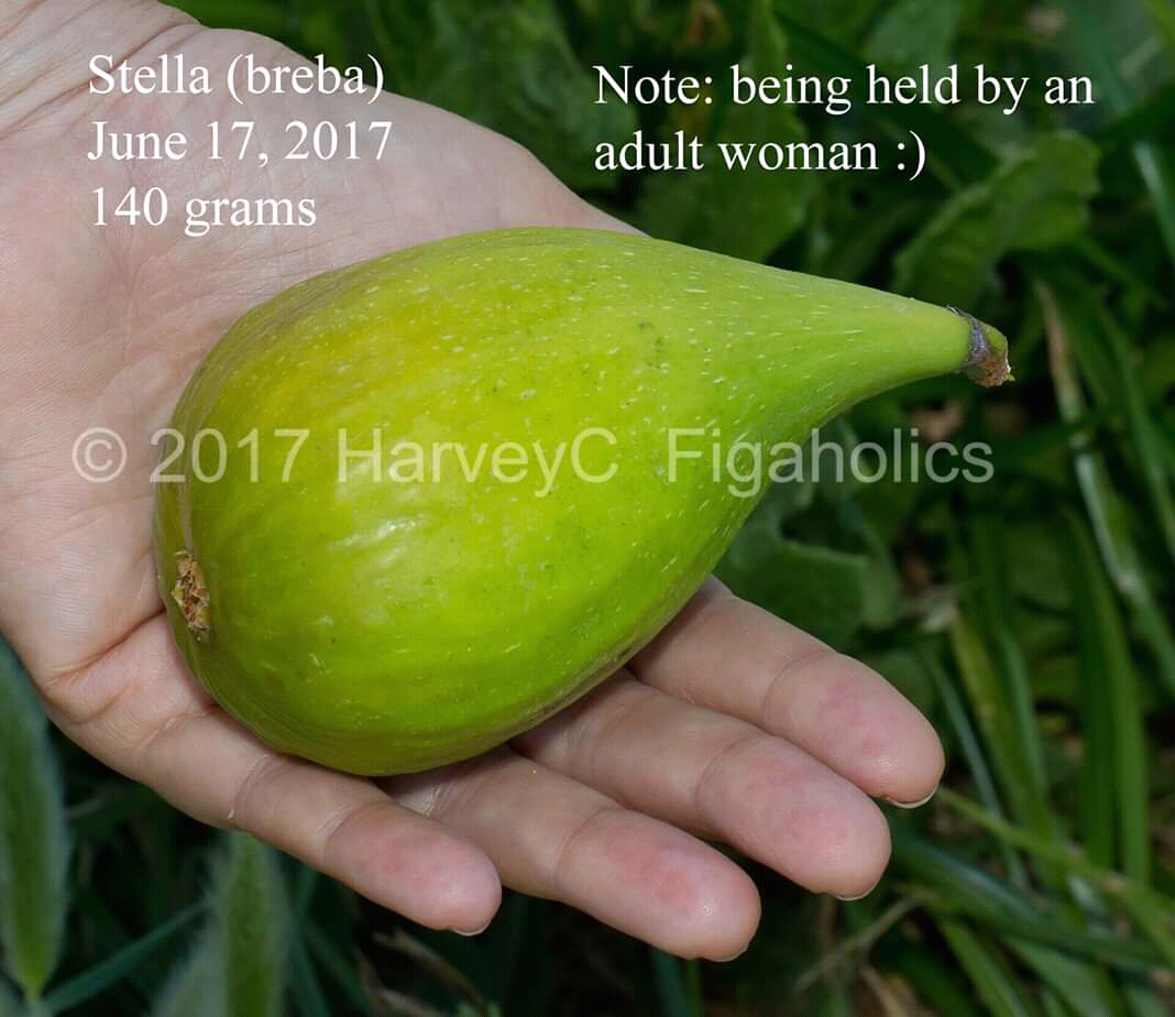 Cordi Stella Fig - Var Tin