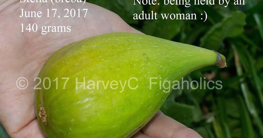 Cordi Stella Fig - Var Tin