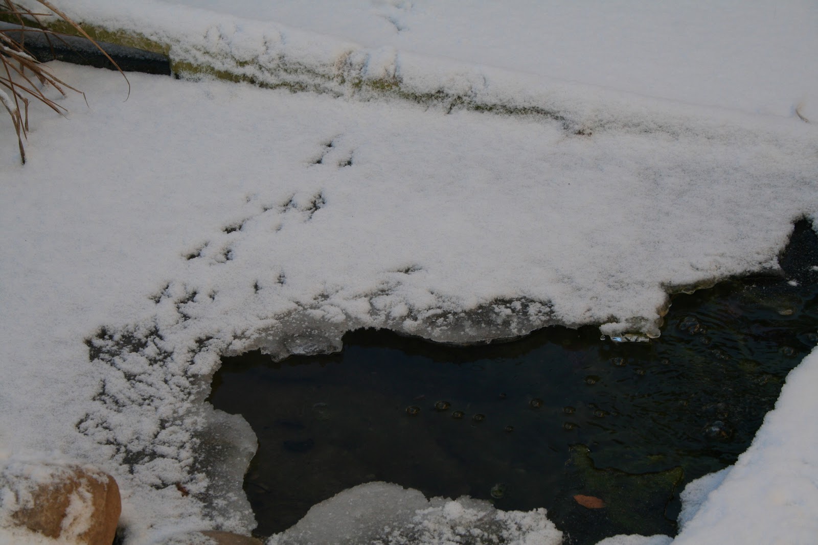 Clemmys guttata: The spotted turtle: The turtles and the ice