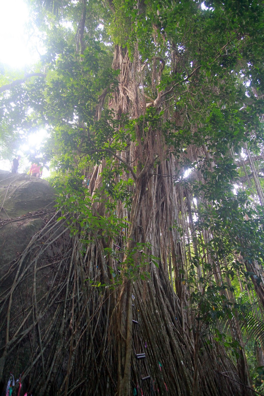 alamcyber 2020: 6 jenis pokok ini jangan main-main, pesan Si Penggali ...