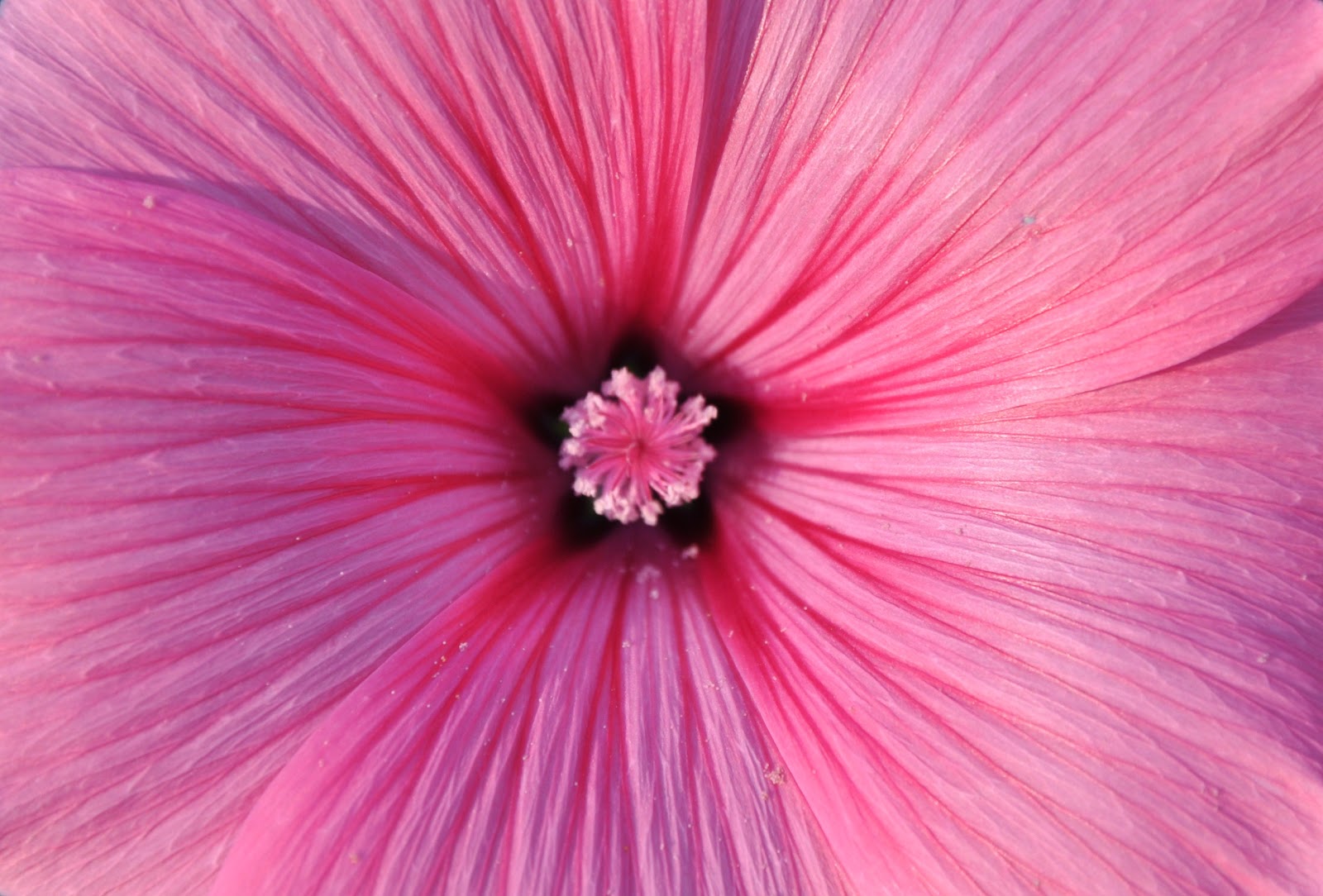 Le Tocard: Photos de fleurs gratuites et libres de droit